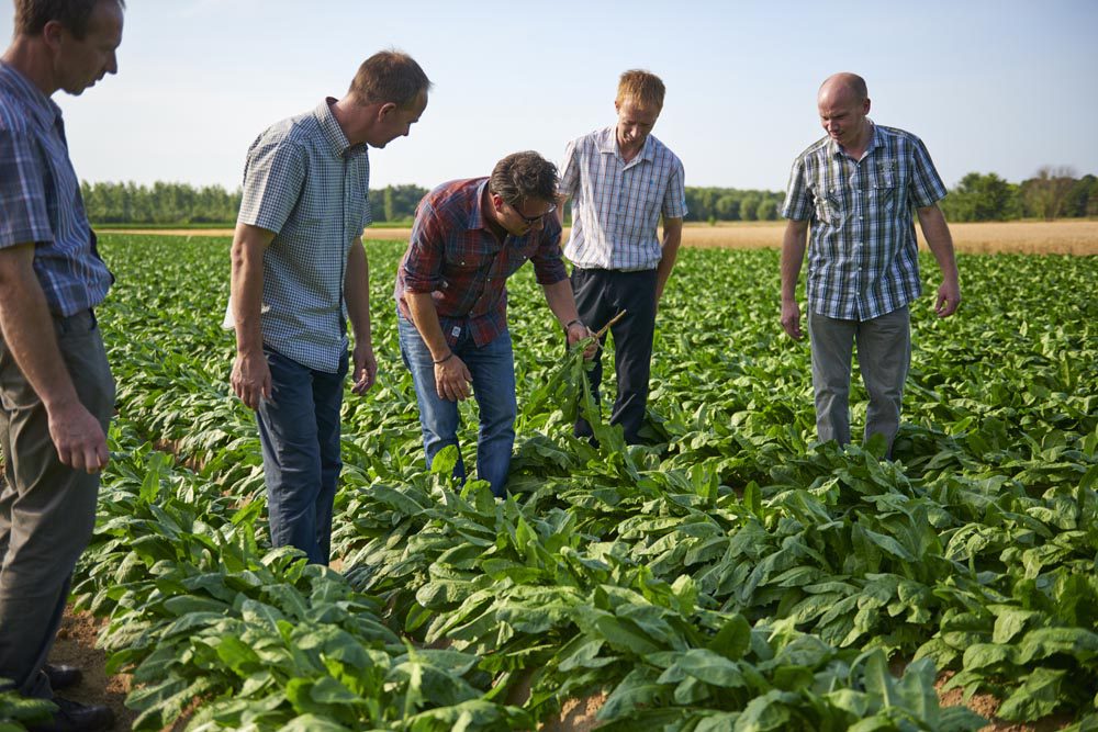 Fv Van Haesendonck | Straffe Streek